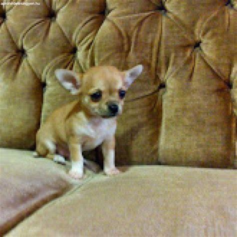 Mini és Extra Mini Csivava Eladó Csivava Debrecen Apróhirdetés Ingyen