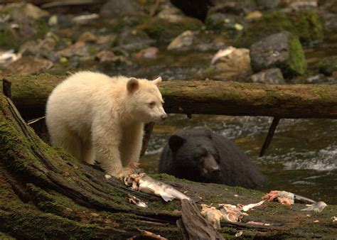 Spirit Bear Lodge Hotels In Canada Audley Travel