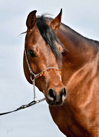 Arabian Horse Treasury