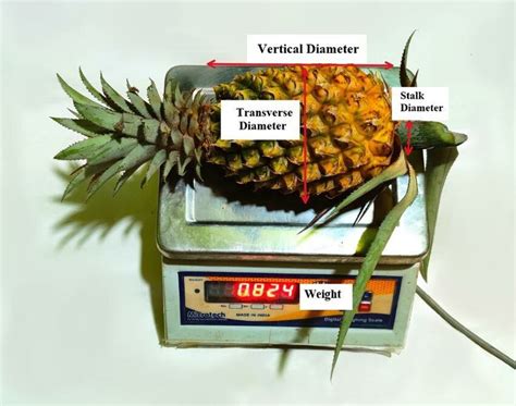 Measurement Of Physical Dimensions Of Pineapple Download Scientific