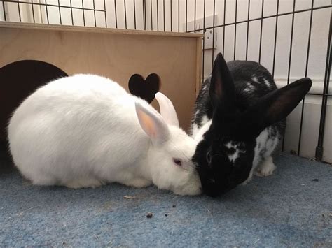 Buns Ashleyjsmith1996 Flickr