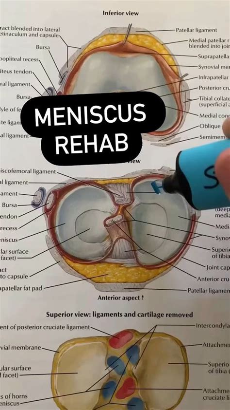 Meniscus Exercises Artofit