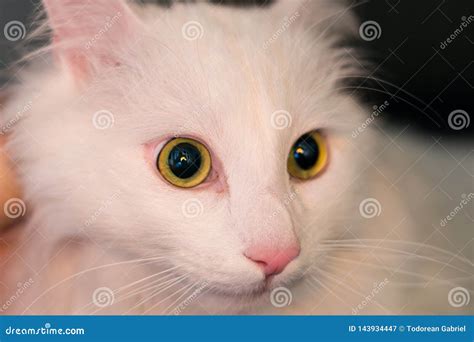 Eyes And Face Of A Turkish Angora Cat Stock Image Image Of Turkish