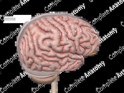 Central Sulcus Complete Anatomy