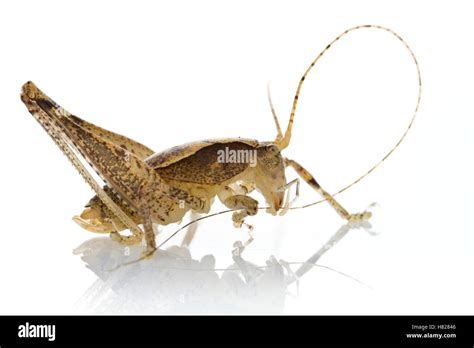 Katydid Tettigoniidae Newly Discovered Species Cleaning Antenna