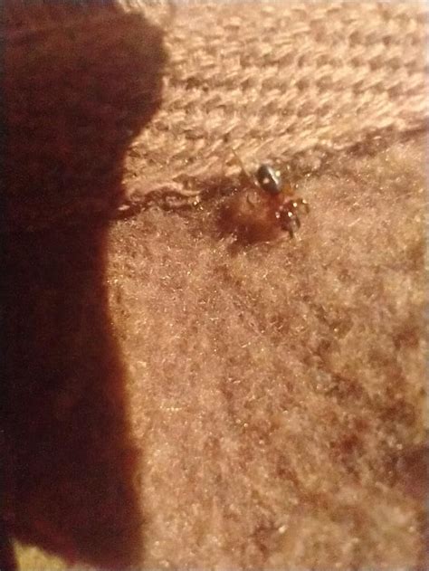 Found This Spider Ive Never Seen R Whatsthisbug