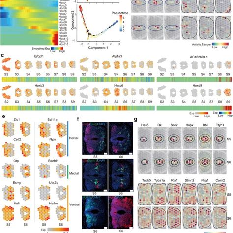 3d Alignment To Reveal Body Axes And Spinal Cord Patterning A Heatmap 3d Alignment To Reveal Body Axes And Spinal Cord Patterning A Heatmap