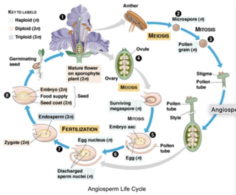 Tutorial 26 Flowering Plants Angiosperms Flashcards Quizlet