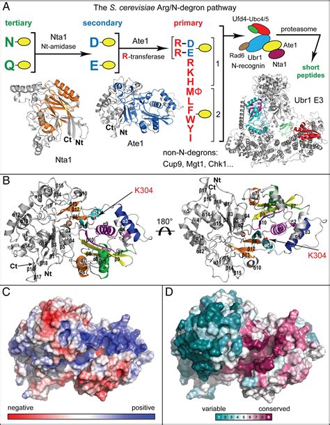 Protein Crystal Structure