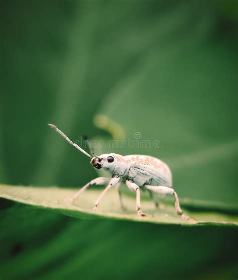 A Bug On A Leaf Stock Image Image Of Green Arthropod 376910403