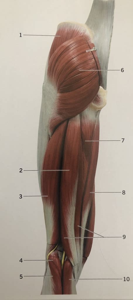 Butt And Thigh Muscles Diagram Quizlet
