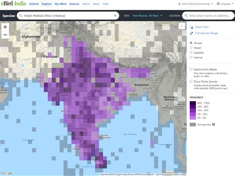 Common Quail Bubo Birding