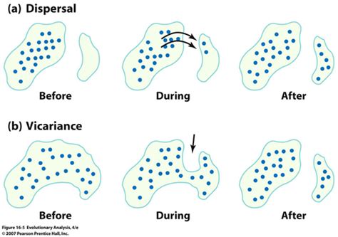 Evolution Quiz 4 Flashcards Quizlet