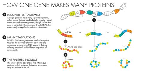 A Secret Flexibility Found In Lifes Blueprints Quanta Magazine