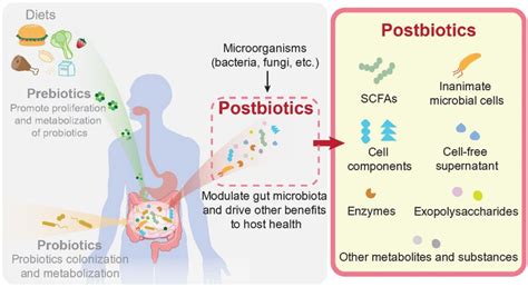 Examples Of Postbiotics For Enhanced Gut Health