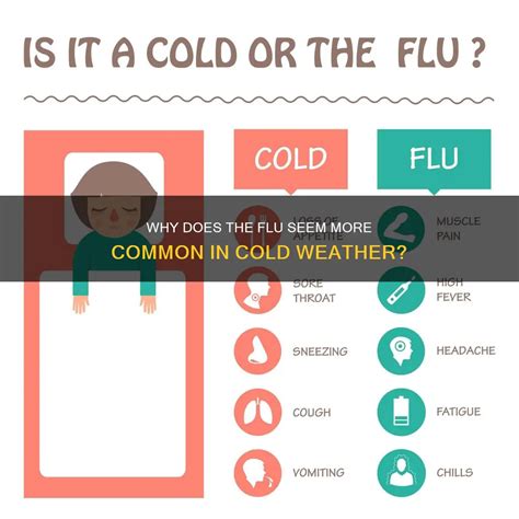 Why Does The Flu Seem More Common In Cold Weather Medshun