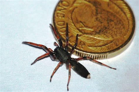 White Tail Spider Spider Pest Control Management Swat Pest Control