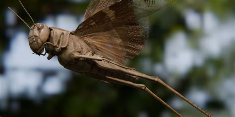 Locust Grasshopper Superhive Formerly Blender Market