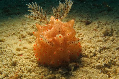 The Batangas Nudibranch Whats That Fish
