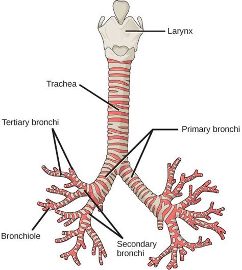 Respiratory System Anatomy Primary Secondary And Tertiary Bronchi