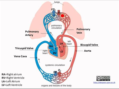 Pulmonary Circulation Flow Chart