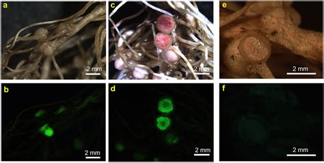 Peanut Nodules From The Inoculation Of Gfp Tagged Lb8 And Unmodified