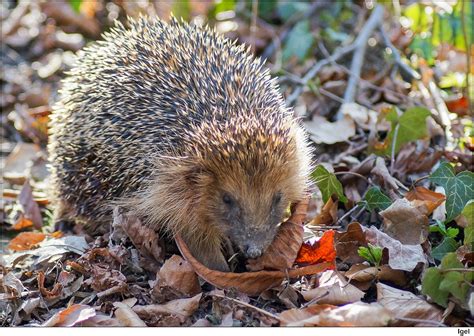 Igel Nach Dem Winterschlaf Hedgehog After The Hibernatio… Flickr