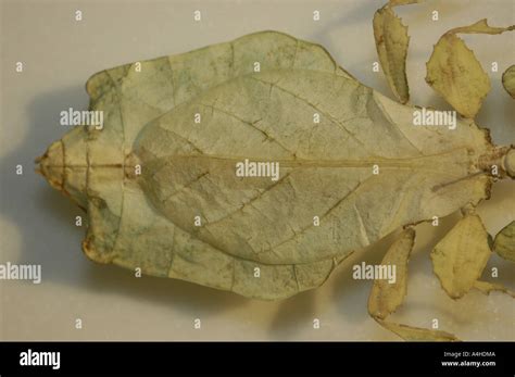 Leaf Insect Phyllidae Philippines Asia Camouflage Mimetism Camo Green