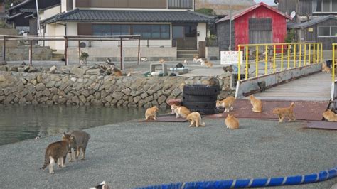 How Many Cats Are In The World Global Cat Population 2024