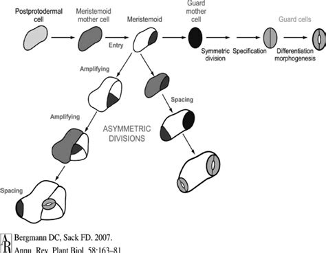 Cellular Division And Morphogenesis Leading To Stomatal Complex