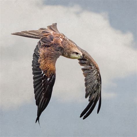 Square Tailed Kite Skymirror