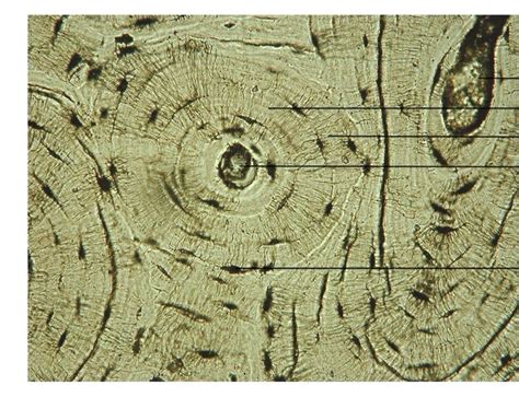 Connective Tissue Compact Bone Cell Diagram Diagram Quizlet