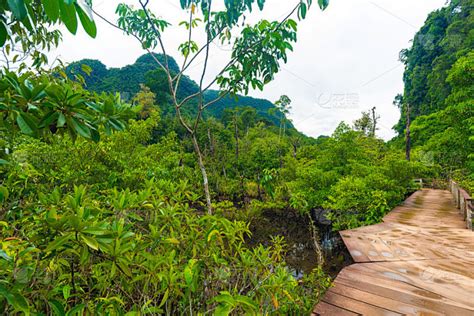 红树林周围的木路
