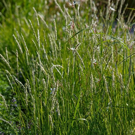 Autumn Moor Grass Autumn Moor Grass Archives 3dtree