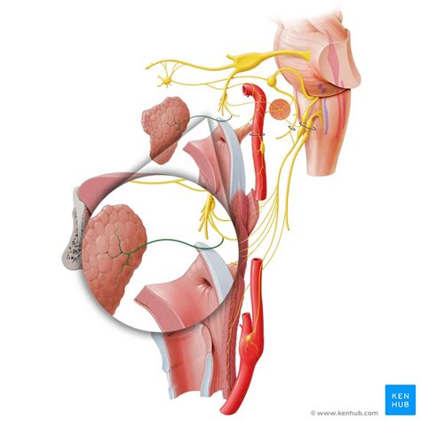 Parotid Gland Anatomy Supply And Clinical Aspects Kenhub