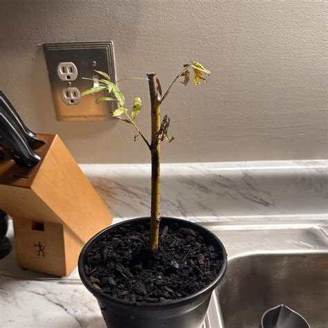 🌳 Why Your Dappled Willow Tree Is Not Doing Well