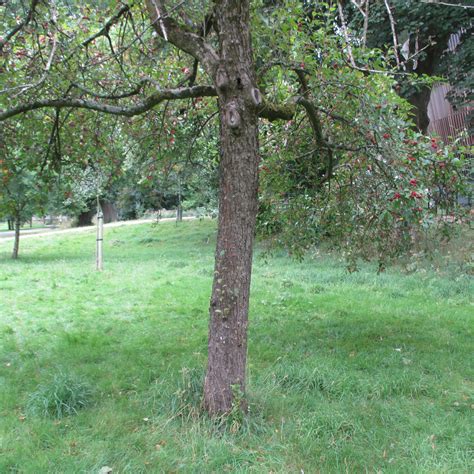 Malus Spp In Bute Park