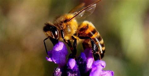 Top 10 Bee Friendly Plants To Grow In Your Garden 2026