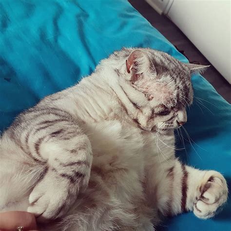 Cat With Ehlers Danlos Syndrome Finally Finds Forever Home And His