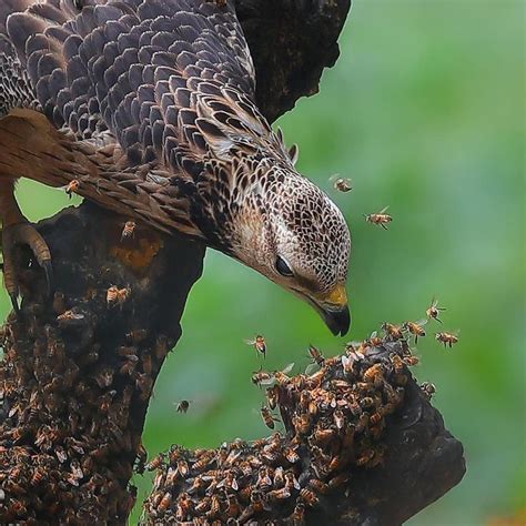 蜂鷹 Honey Buzzard