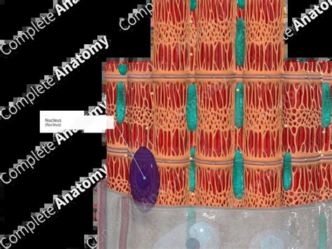 Nucleus Complete Anatomy