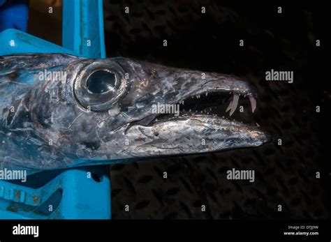 Silver Scabbardfish Lepidopus Caudatus Being Off Loaded From Fishing