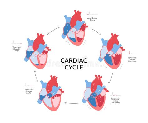 Cardiac Cycle Anatomy Infographic Vector Color Flat Modern