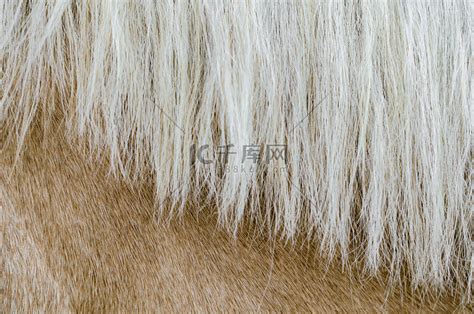 一匹米色马的皮肤纹理与鬃毛关闭高清摄影大图 千库网
