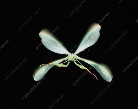 Praying Mantis Flying