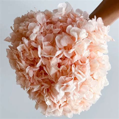 Buy Dried Hydrangea Stem Sienna Bloom Floristry