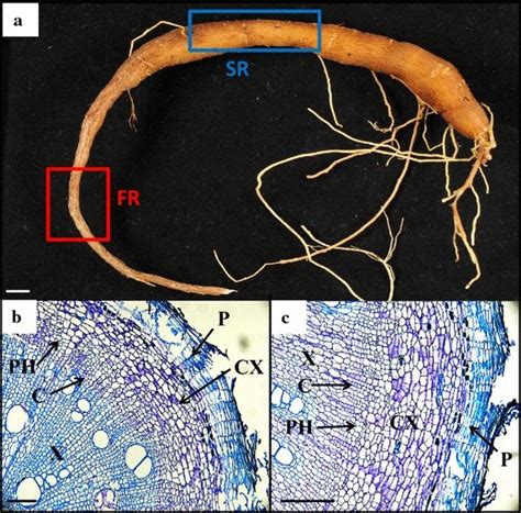 Cassava Root Anatomy A Global View Of A Cassava Root Containing Both