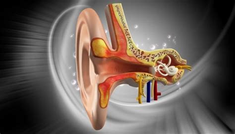 8 Things To Know About The Vestibular System Brent Furnish Dc