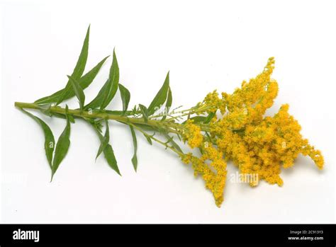 Common Goldenrod Common Goldenrod Or Real Goldenrod Solidago