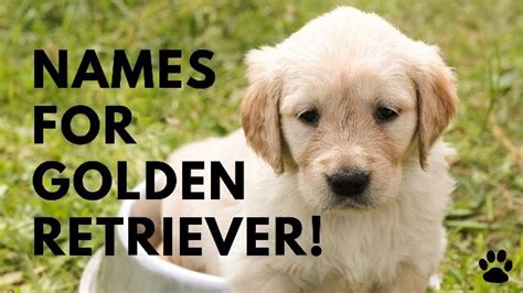 Golden Retriever Names 250 Best Names For Golden Retriever Puppies